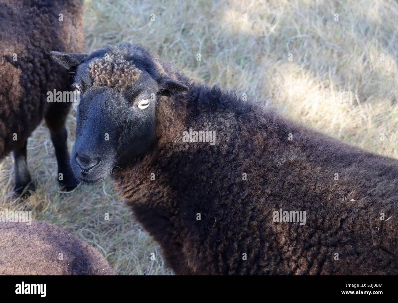 Eye of a black sheep in a meadow Stock Photo - Alamy
