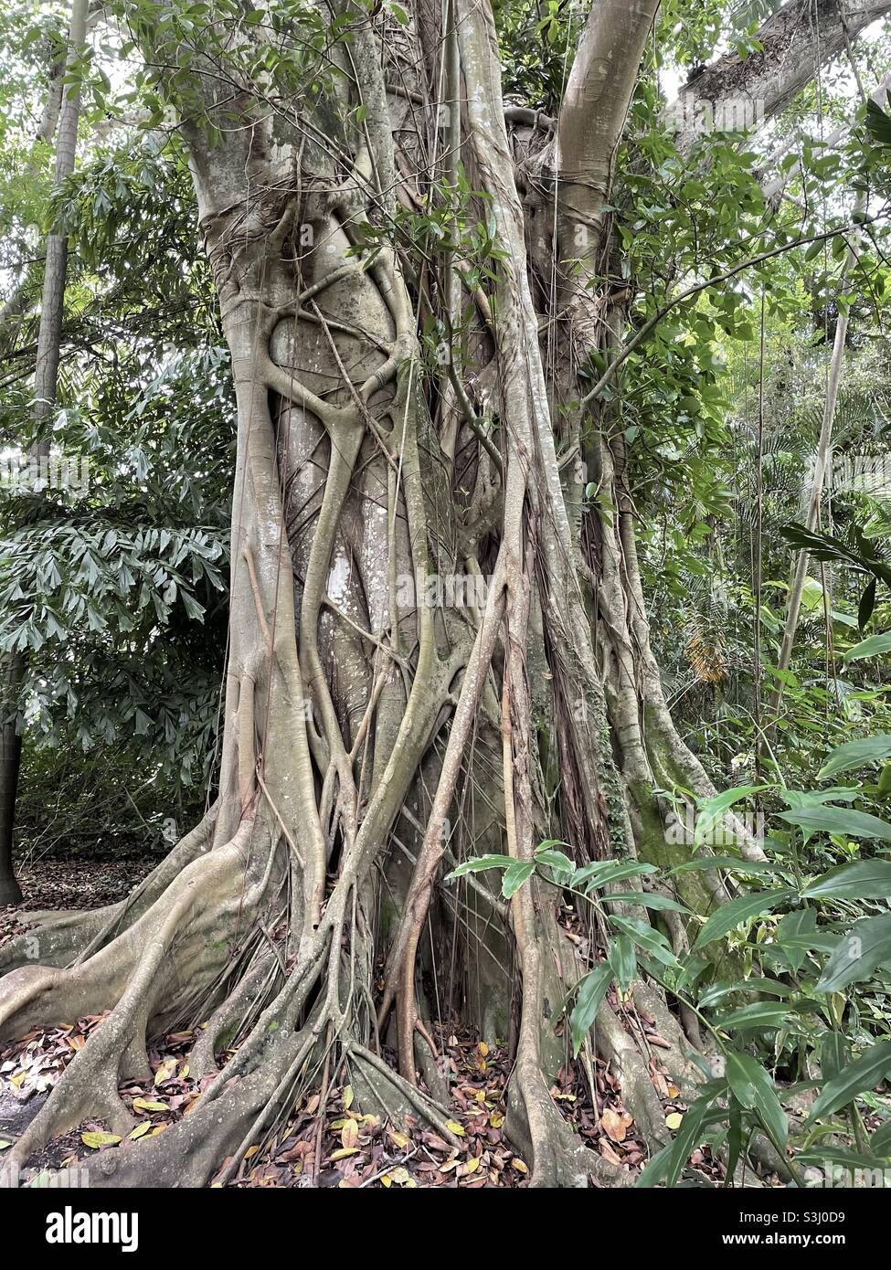 Ficus tree hi-res stock photography and images - Alamy