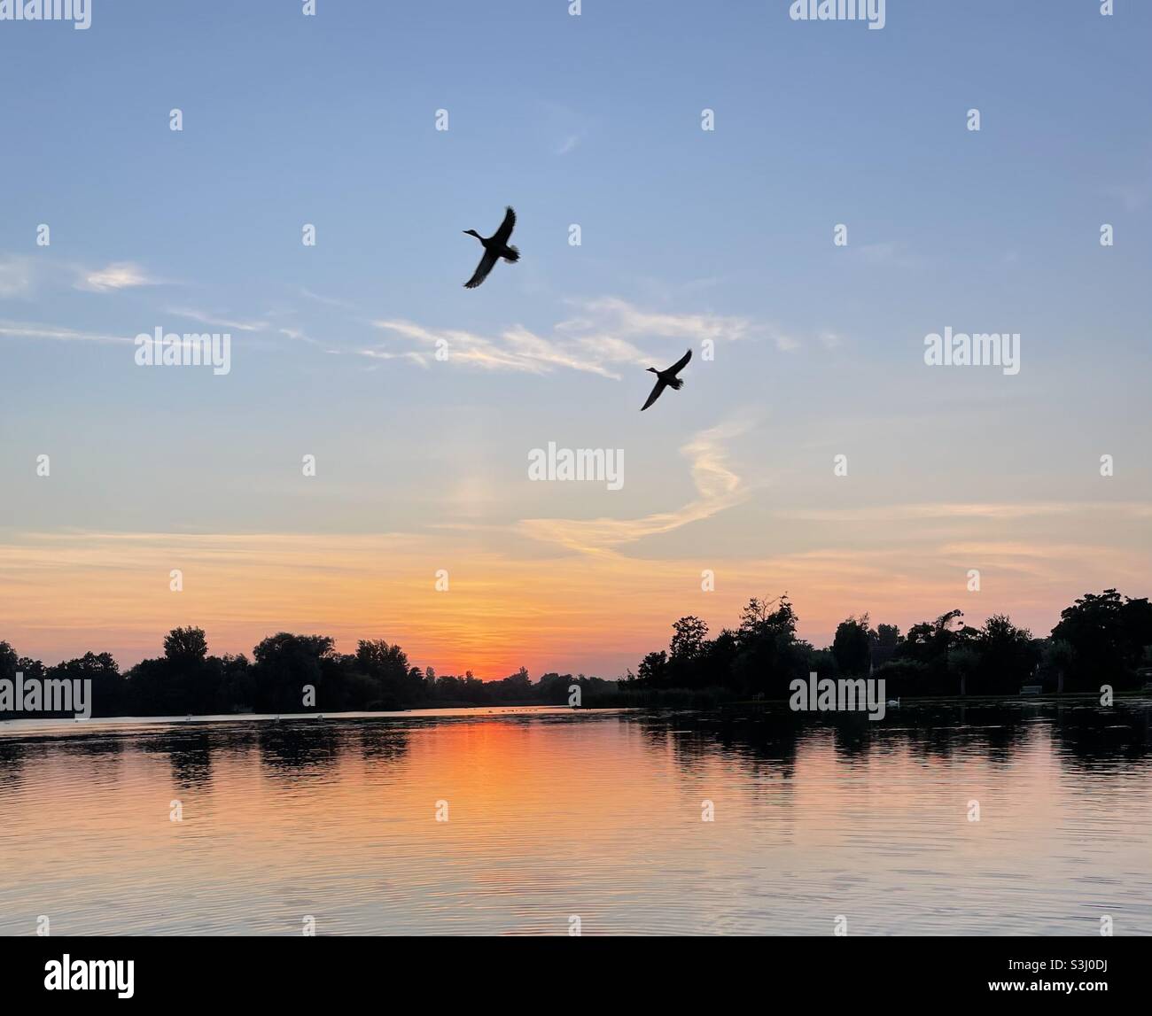 Flying ducks hi-res stock photography and images - Alamy