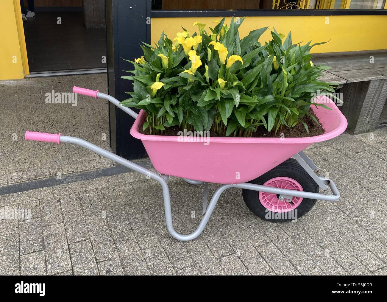 Yellow Flowers in pink wheelbarrow in Callantsoog, August 2021 Stock ...