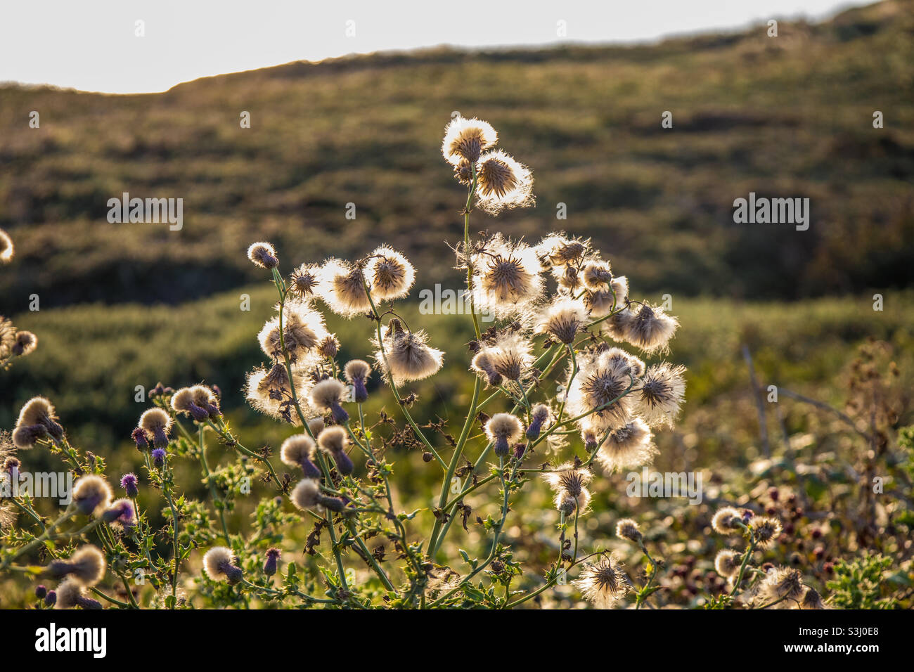 Sunlit wildflowers hi-res stock photography and images - Alamy