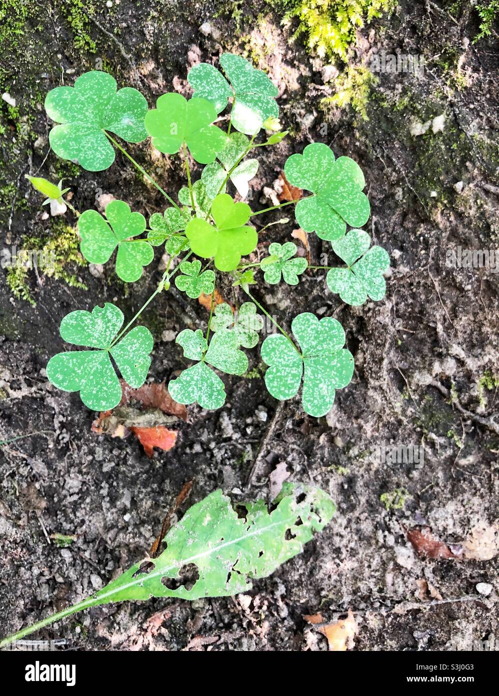 Clover green patch hi-res stock photography and images - Alamy