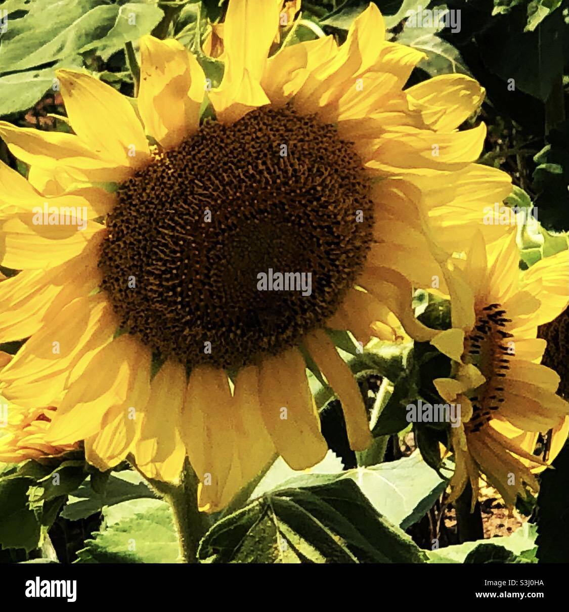 Sunflower in autumn hi-res stock photography and images - Alamy