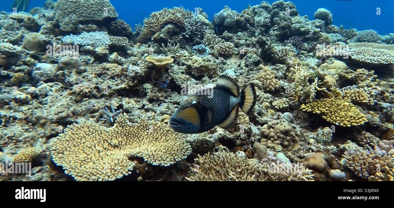 Ocean triggerfish hi-res stock photography and images - Alamy