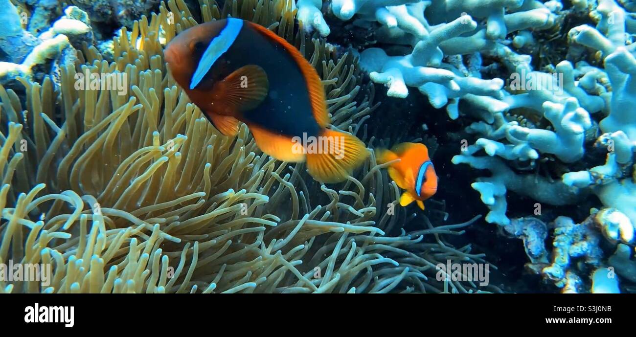 Clownfish and sea anemone hi-res stock photography and images - Alamy