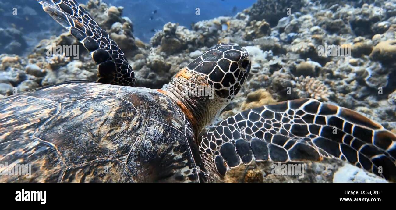 Hello turtle hi-res stock photography and images - Alamy