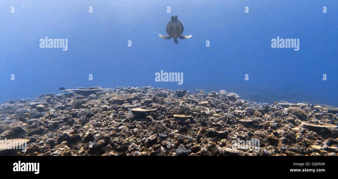 Dive down hi-res stock photography and images - Alamy