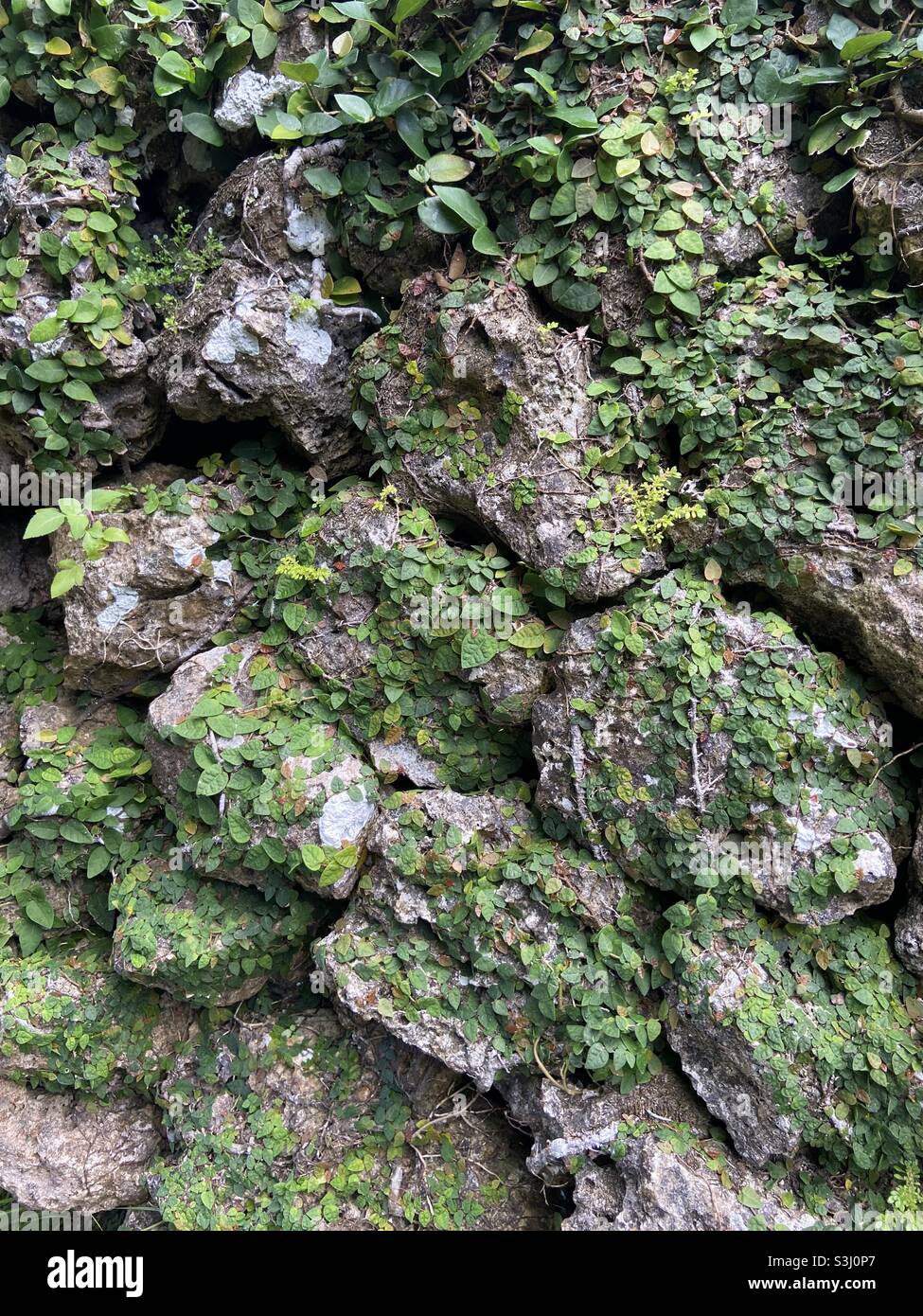 Gray green rock hi-res stock photography and images - Alamy