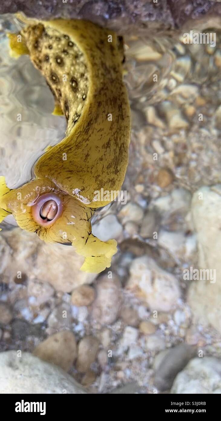 Sea slug mouth hi-res stock photography and images - Alamy