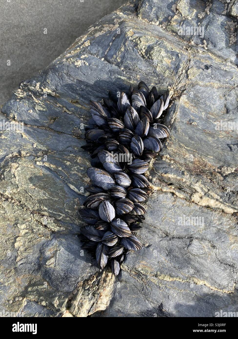 Muscles seafood hi-res stock photography and images - Alamy