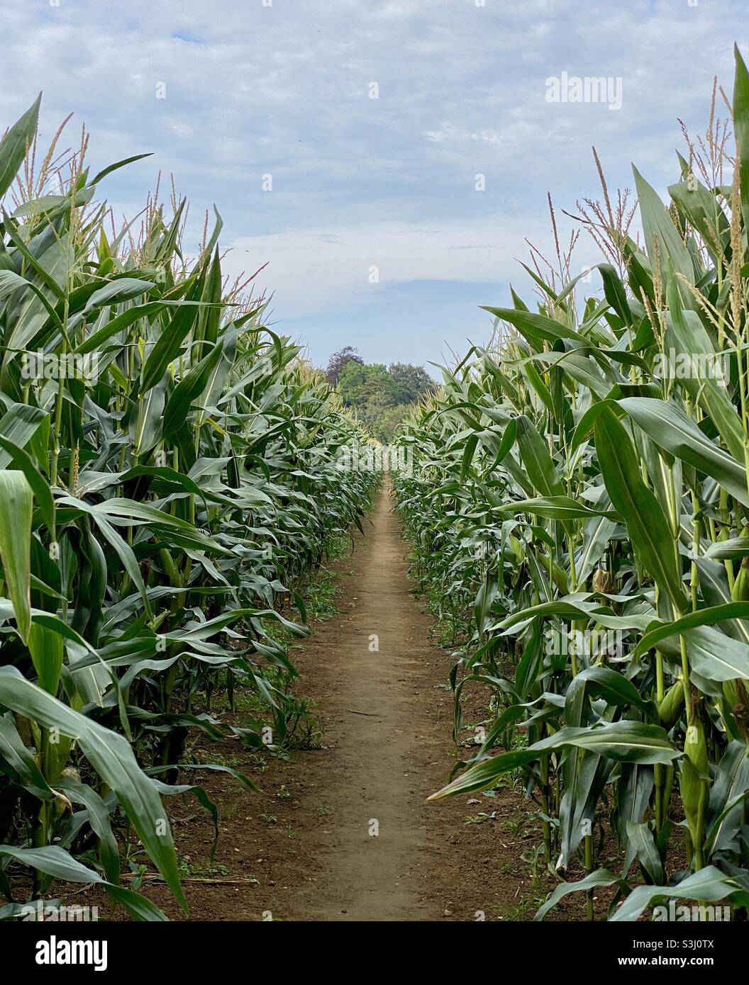 Pathway through maize crop, Haselbury Plucknett, South Somerset Stock ...