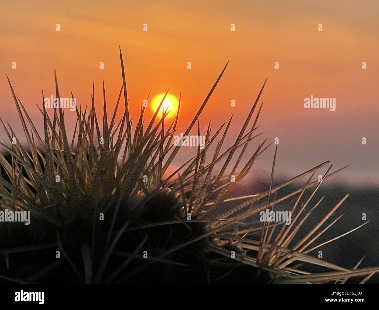 Sun and cactus hi-res stock photography and images - Alamy