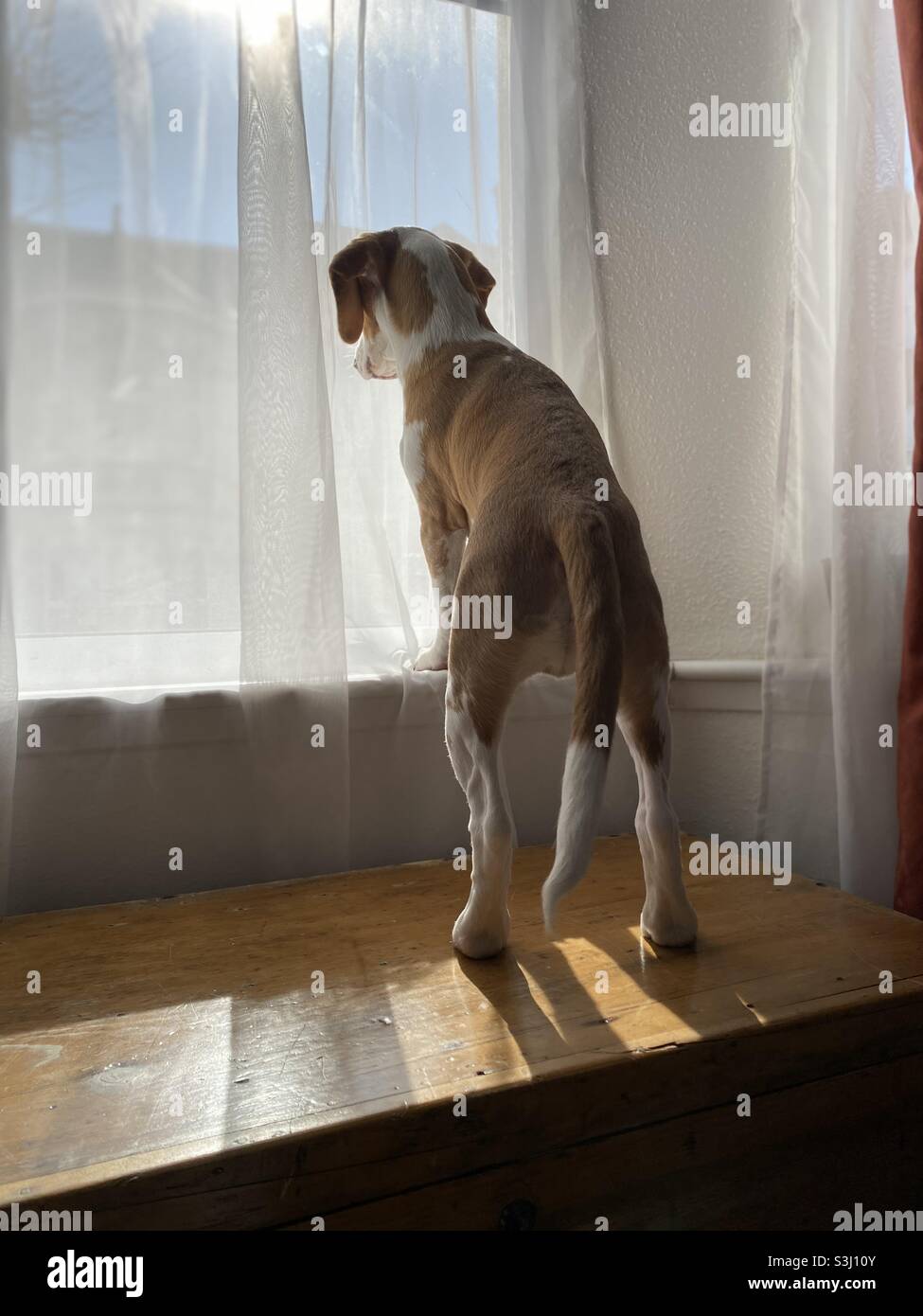 Puppy looking out window hi-res stock photography and images - Alamy