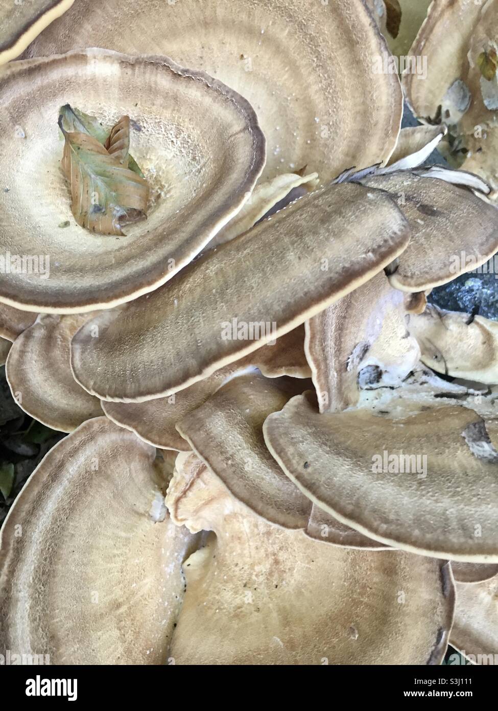 Fungus growing at the base of a tree hi-res stock photography and ...