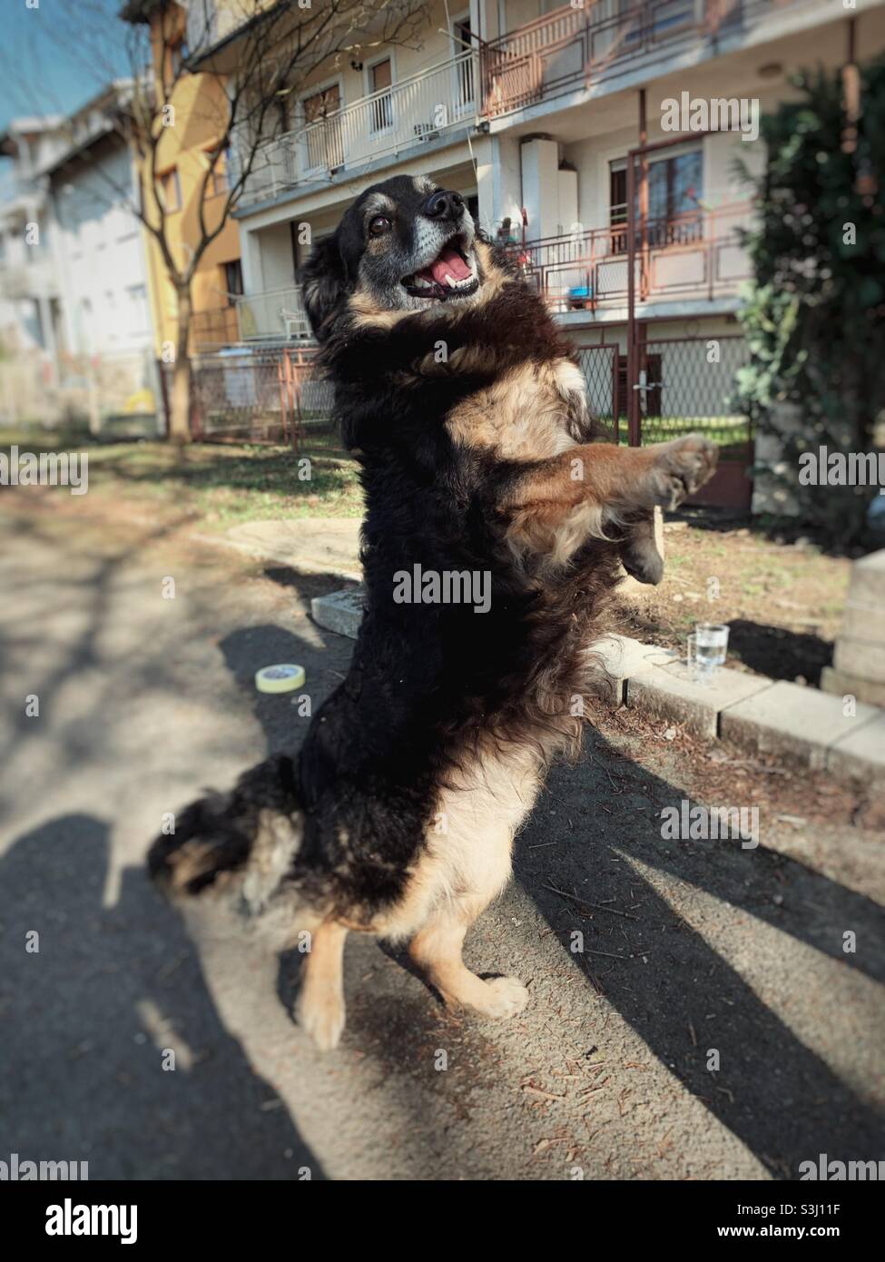 Dancing dog hi-res stock photography and images - Alamy