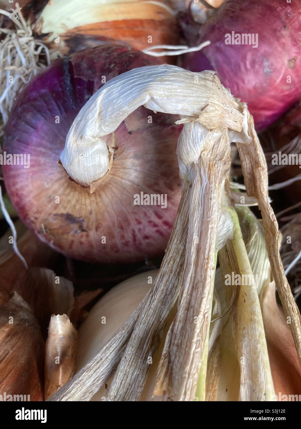 Onion stem hi-res stock photography and images - Alamy