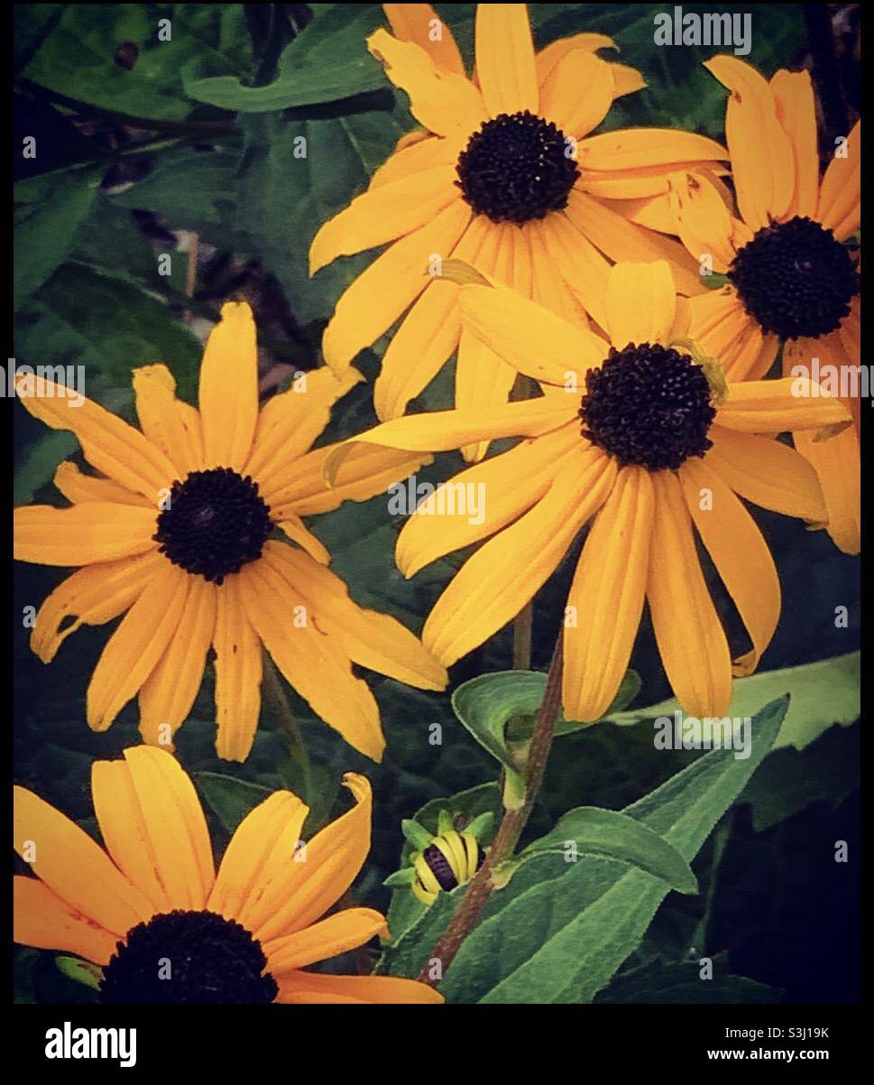 Indiana flowers hi-res stock photography and images - Alamy
