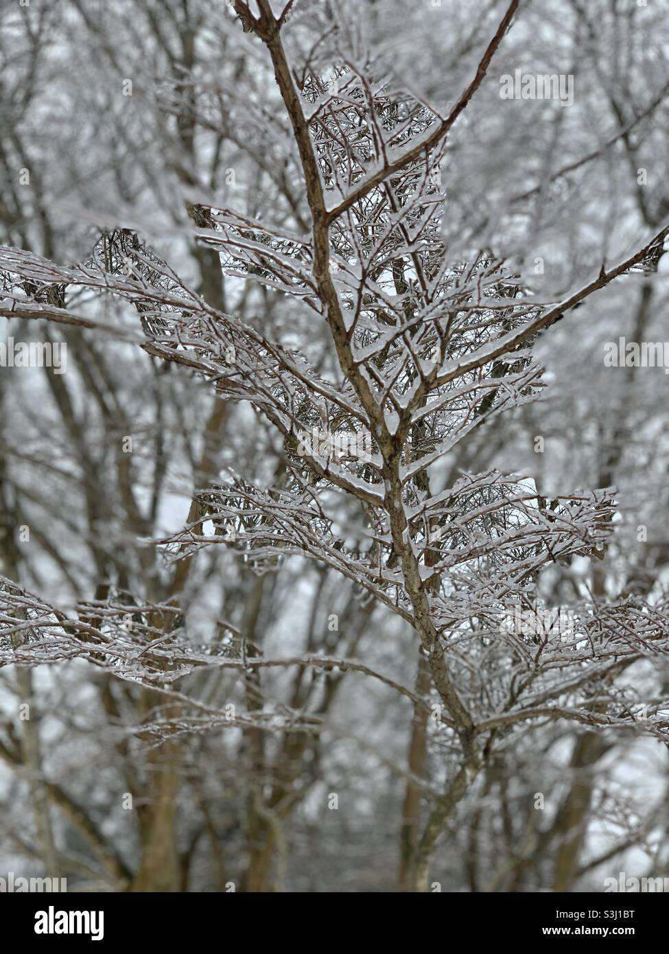 Ice Coated Trees Stock Photo - Alamy