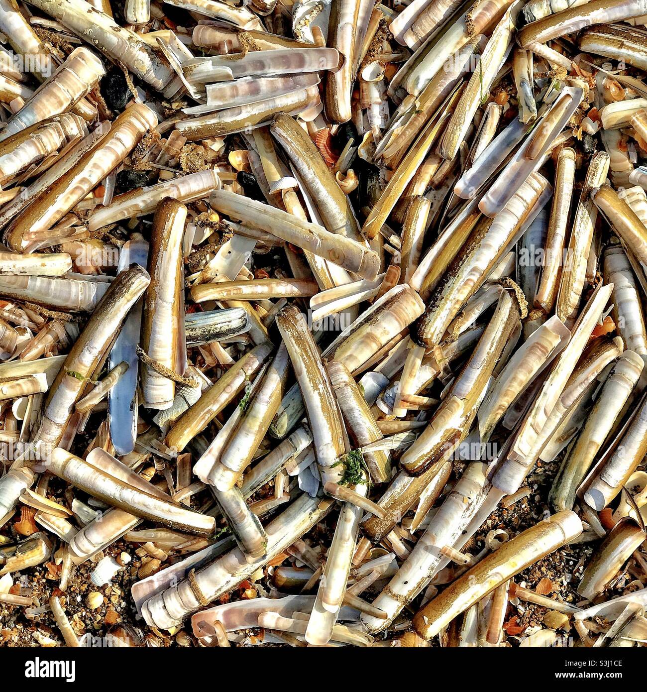 Razor Fish High Resolution Stock Photography and Images - Alamy