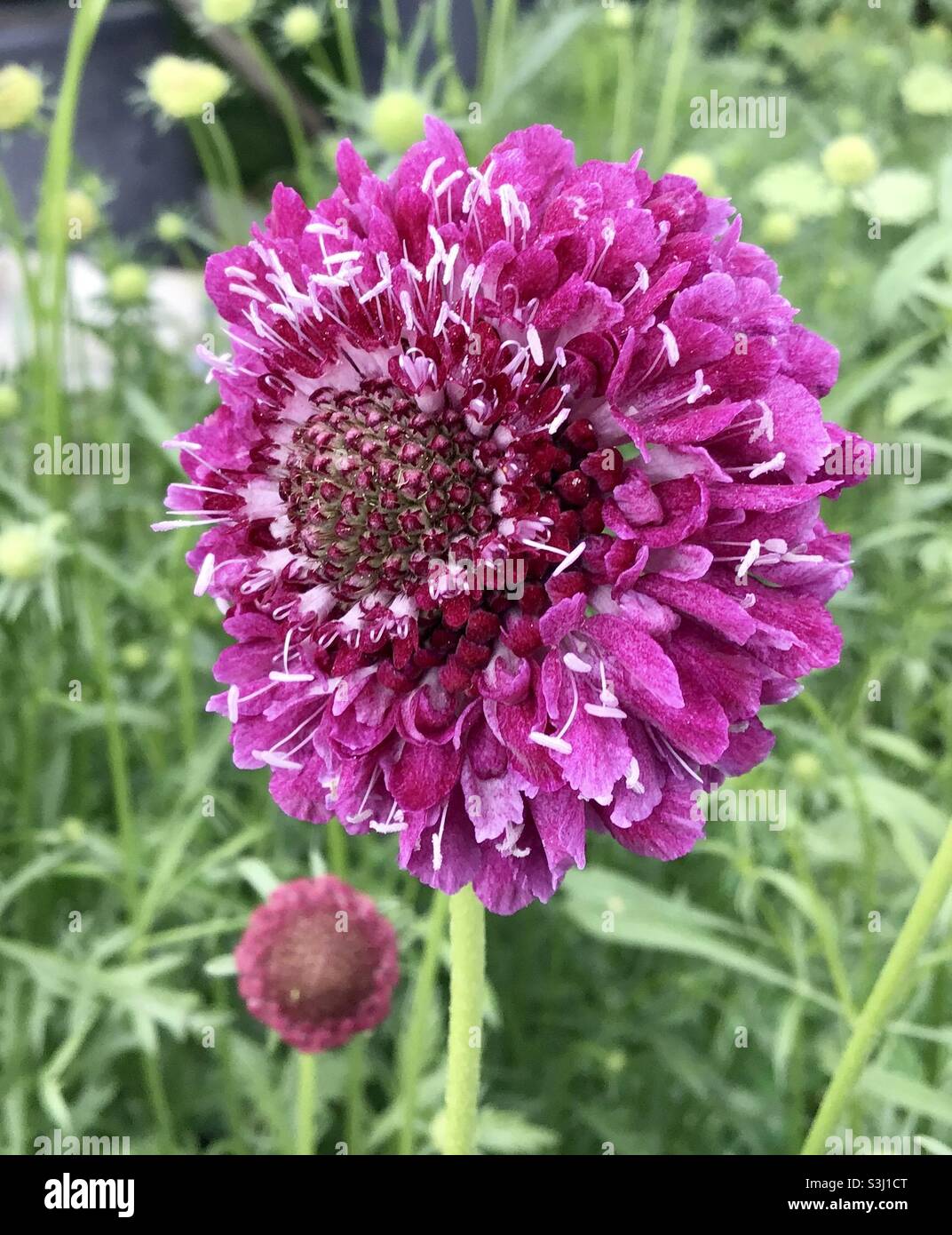 Scabiosa flower bud hi-res stock photography and images - Alamy
