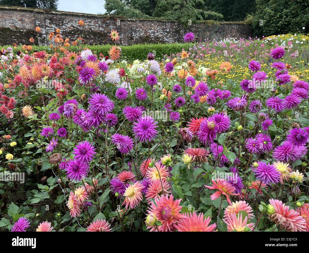Colours of flowers hi-res stock photography and images - Alamy