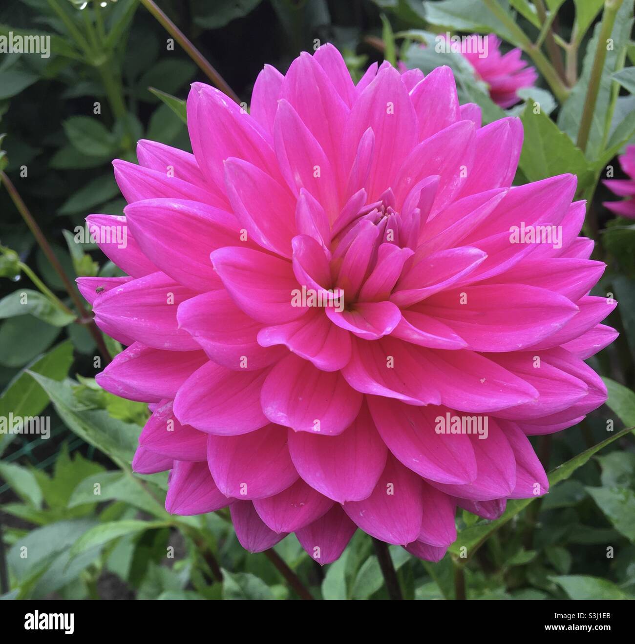 Dahlia Hapet Blue Sea Stock Photo - Alamy