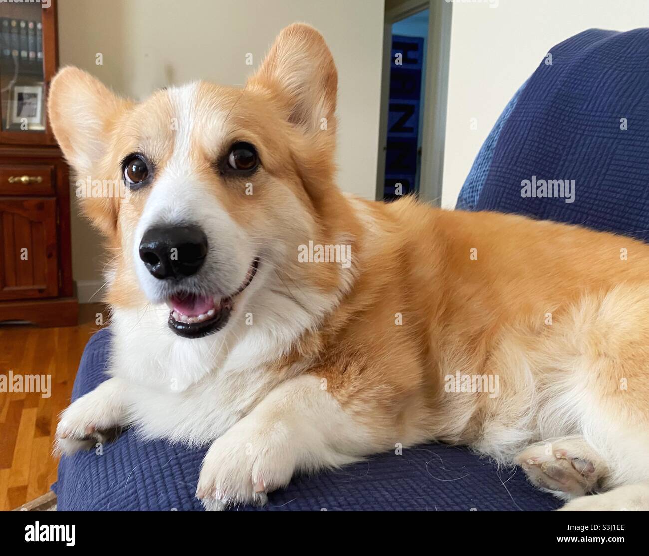 Laughing Corgi