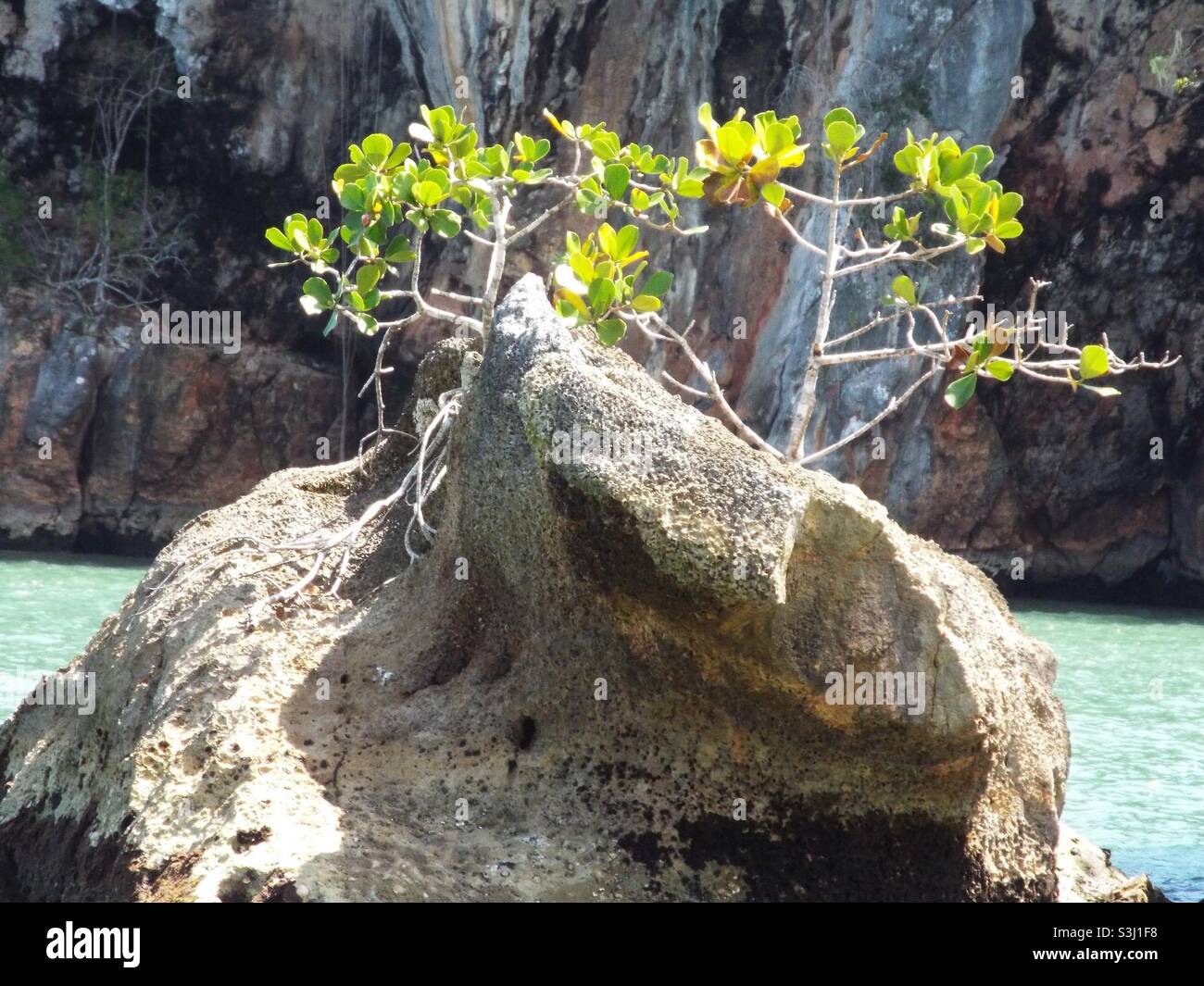 Small mangrove hi-res stock photography and images - Alamy