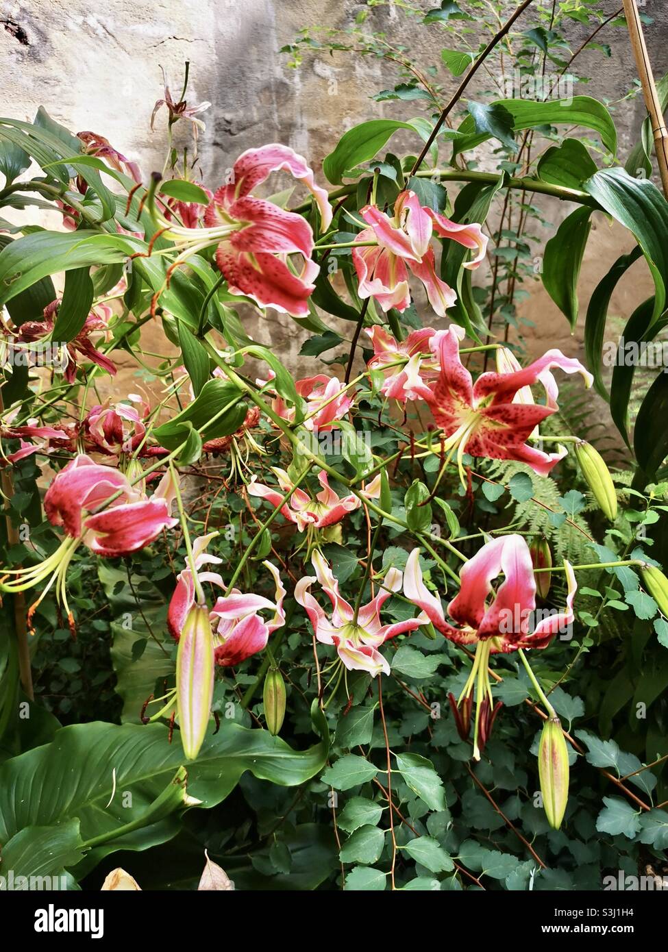 Lilies plant hi-res stock photography and images - Alamy
