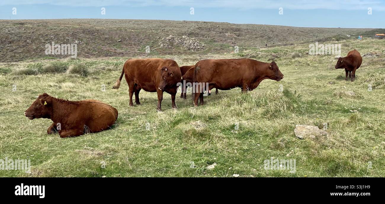 Devon cattle at kynance cove Stock Photo - Alamy