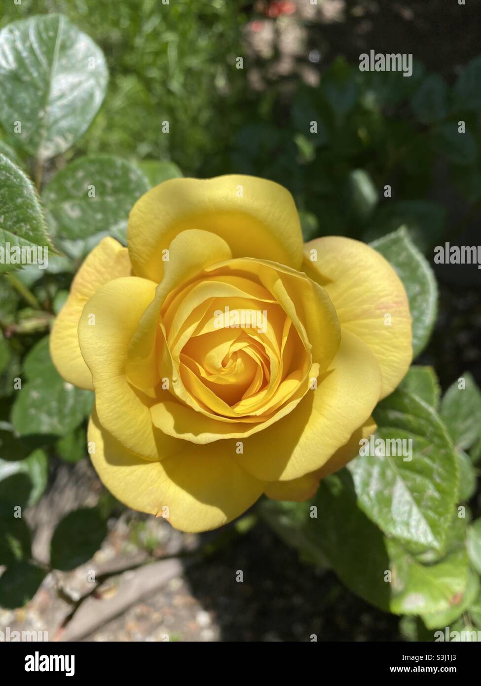 Rose bright hi-res stock photography and images - Alamy