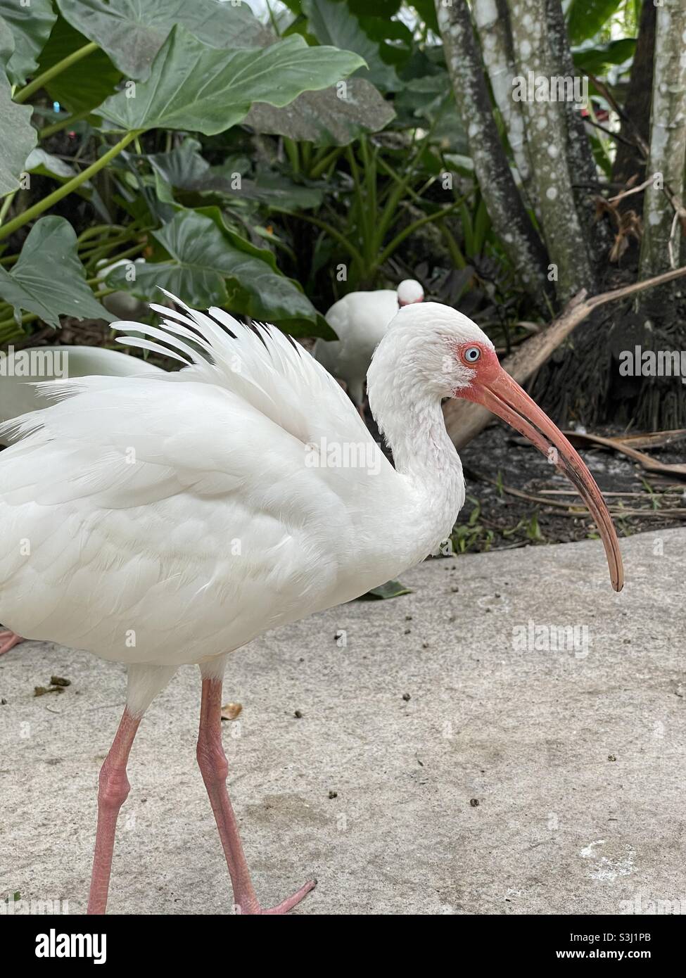 Bird ibis hi-res stock photography and images - Alamy
