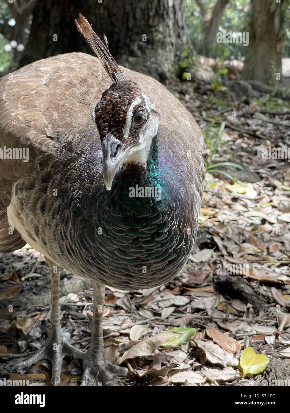 Female peacock hi-res stock photography and images - Alamy