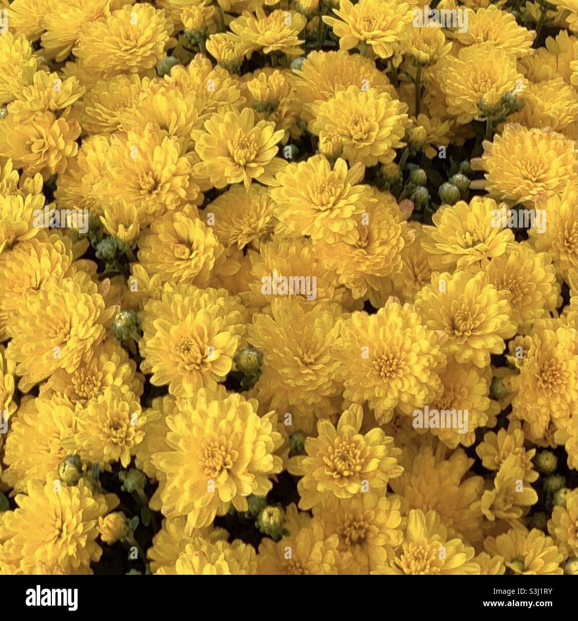 Yellow Mums High Resolution Stock Photography and Images - Alamy