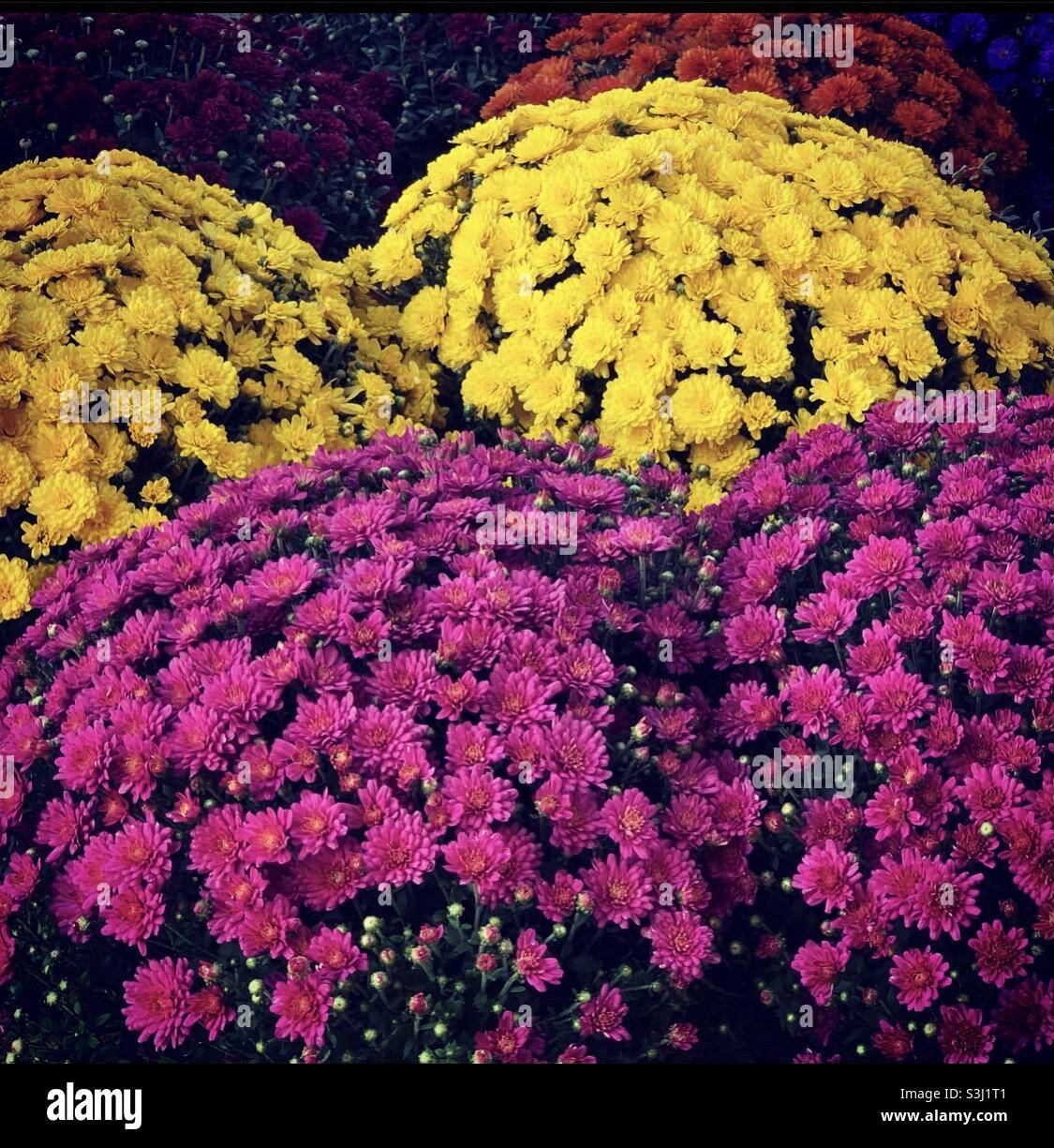 Mums flower hi-res stock photography and images - Alamy