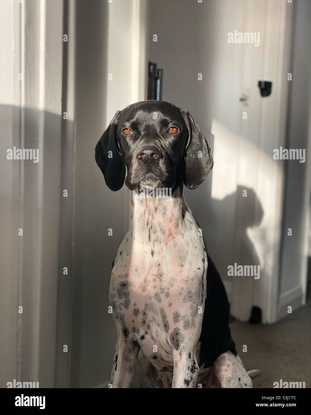 White pointer hi-res stock photography and images - Alamy