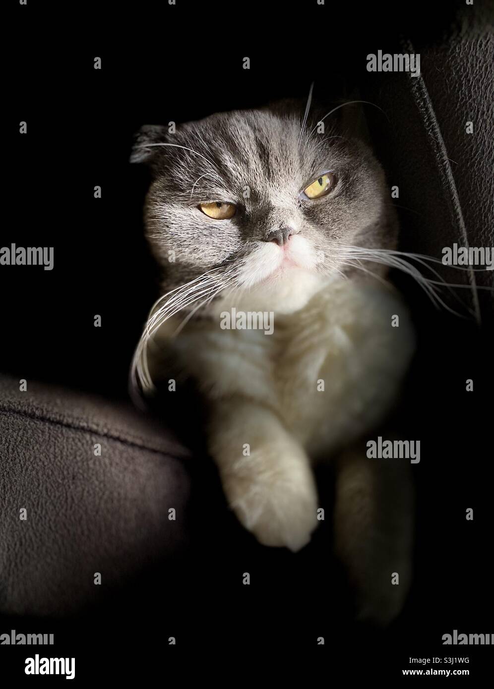 Fold pose hi-res stock photography and images - Alamy