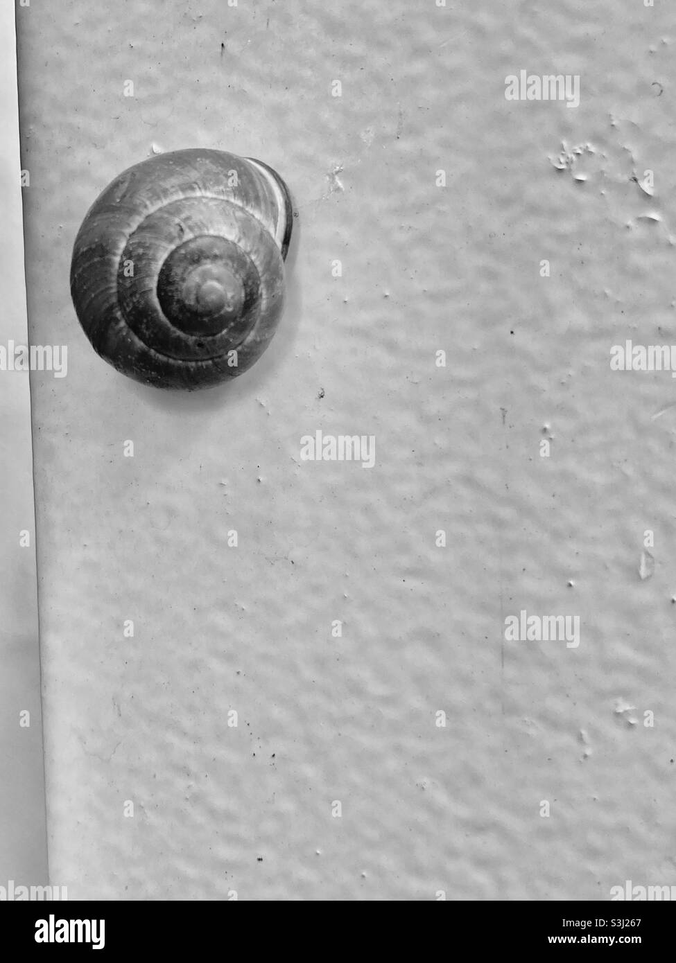 Snail shell on wall hi-res stock photography and images - Alamy
