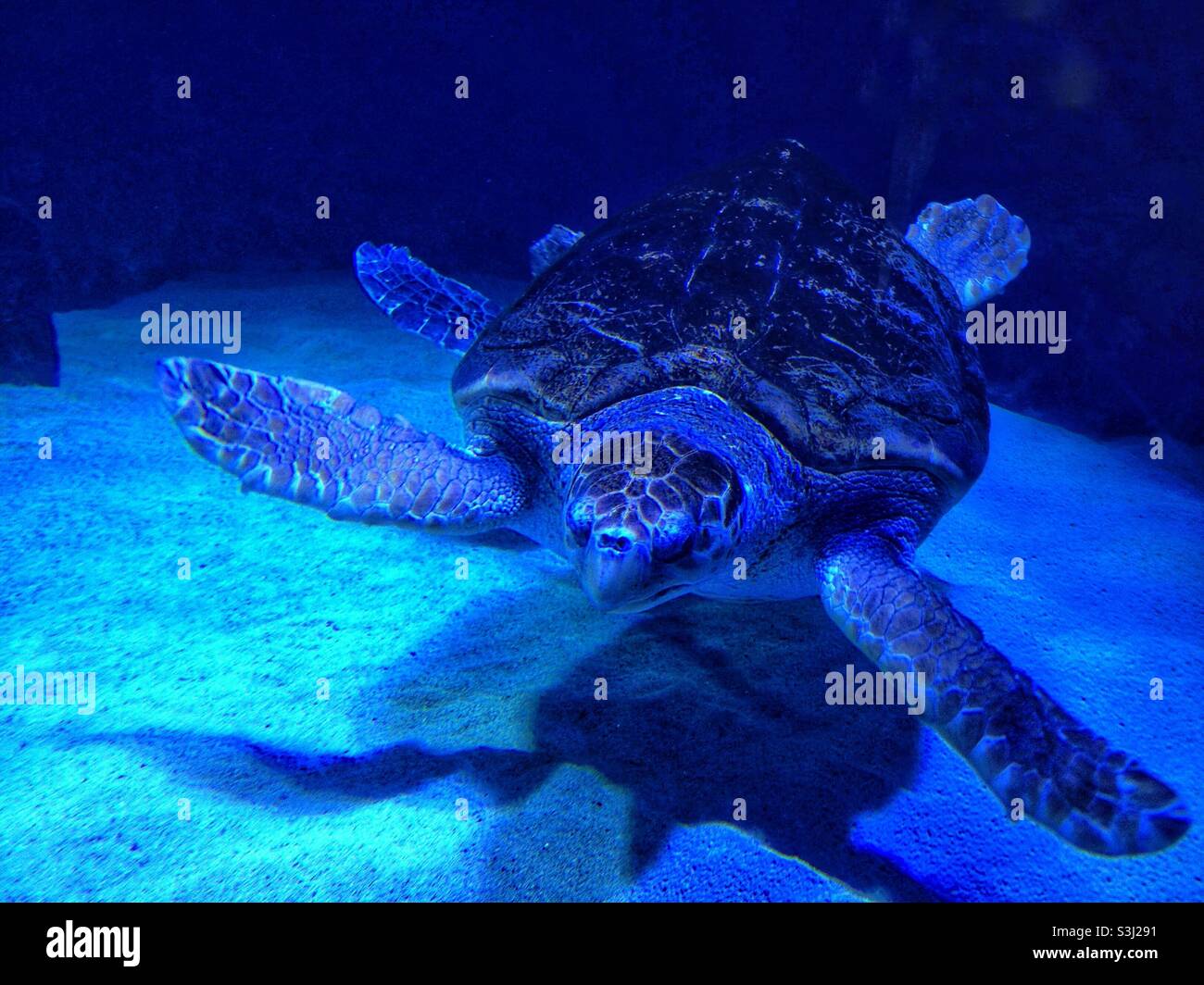 Sea turtle in the Aquarium of Biarritz, France Stock Photo - Alamy