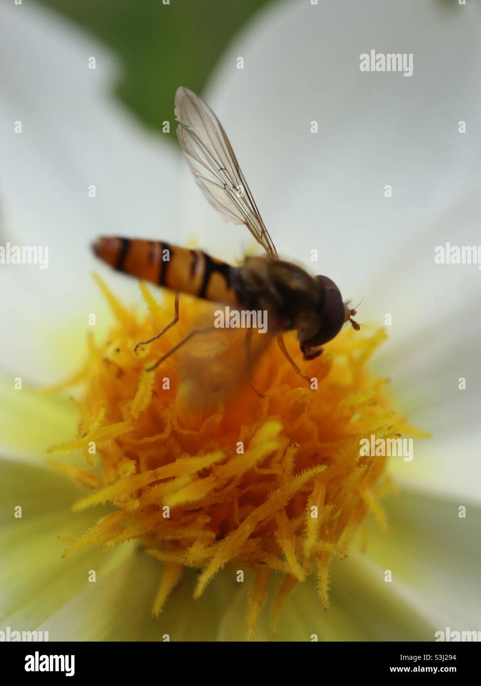 Marmalade Hover Fly Stock Photo - Alamy