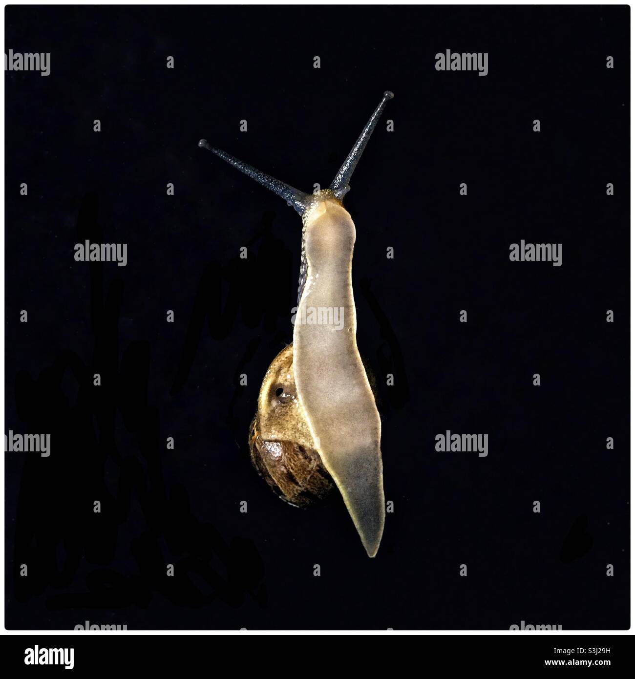 Snail on a window Stock Photo - Alamy