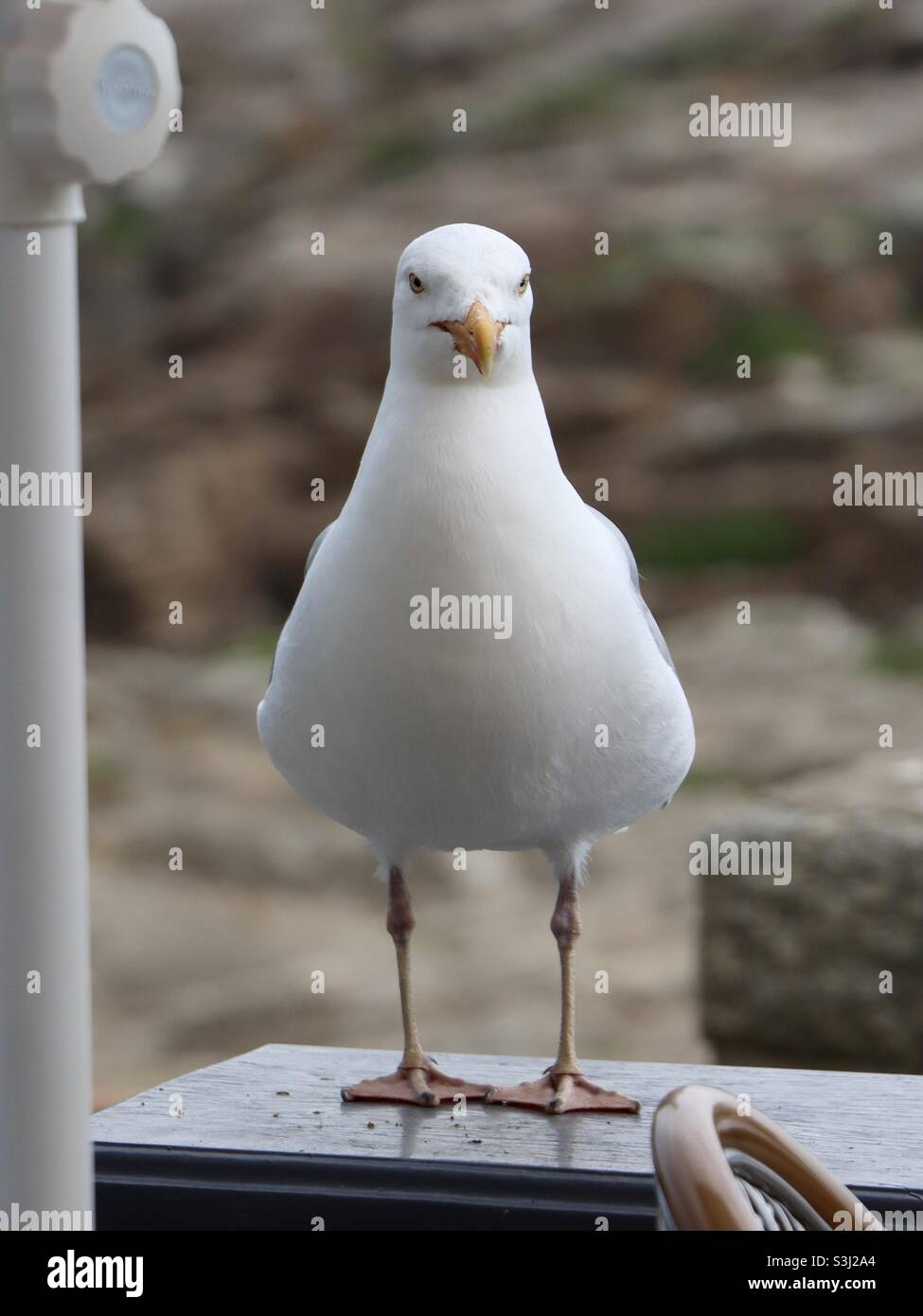 Seagull on a restaurant table in Brittany Stock Photo - Alamy