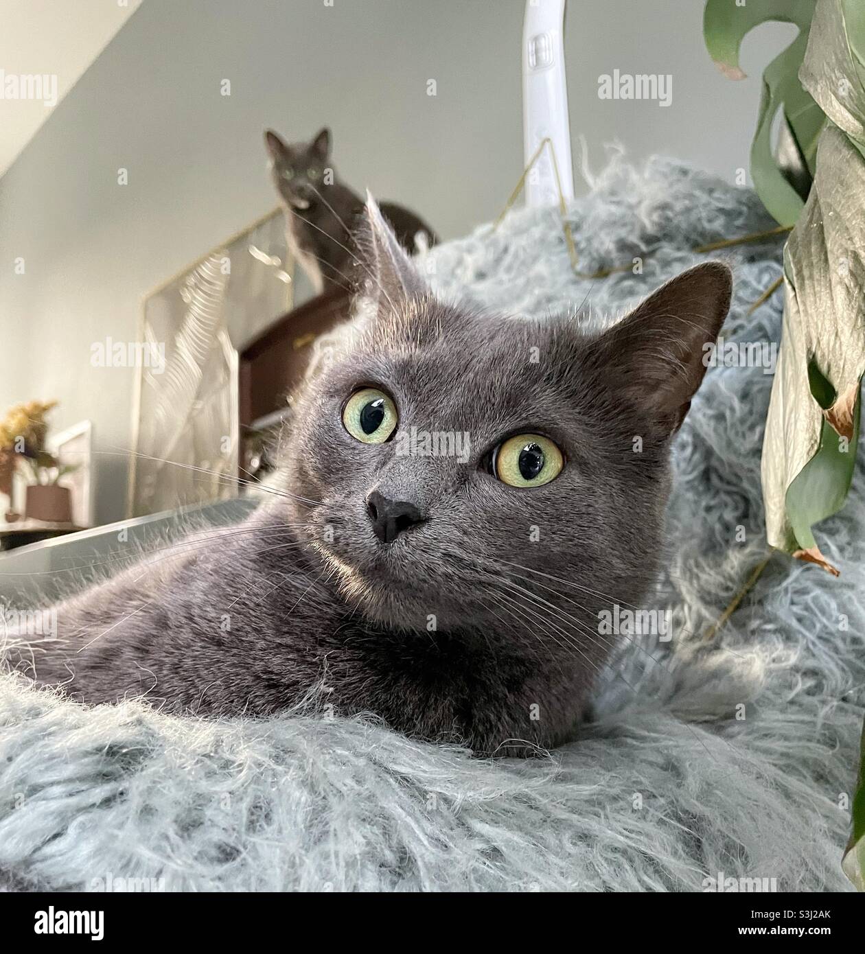 Grey feline hi-res stock photography and images - Alamy