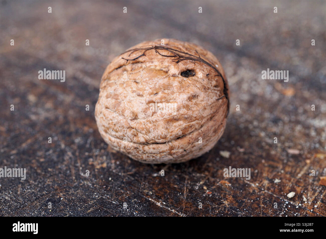 Walnut in close up hi-res stock photography and images - Alamy