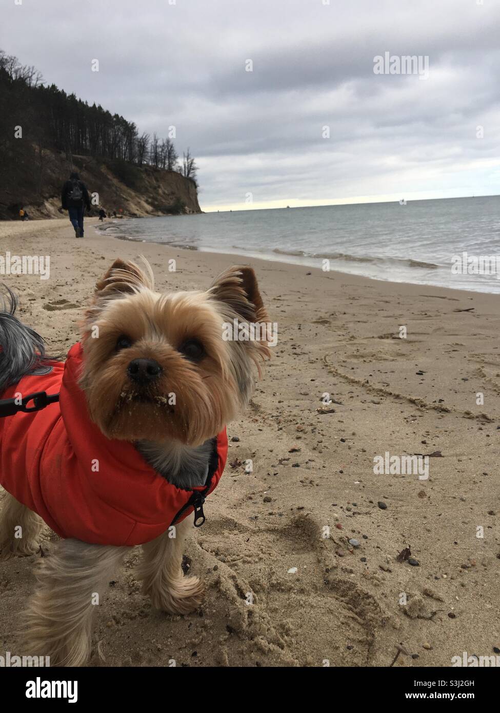 Yorkshire terrier dog on beach hi-res stock photography and images - Alamy