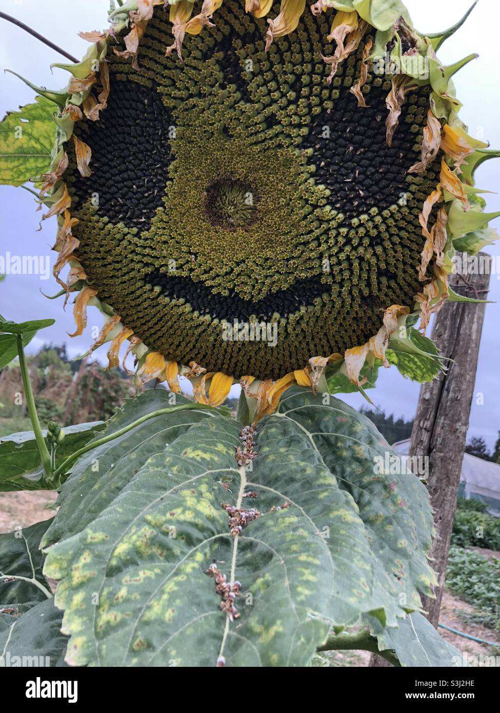 Smiley face sunflower hi-res stock photography and images - Alamy