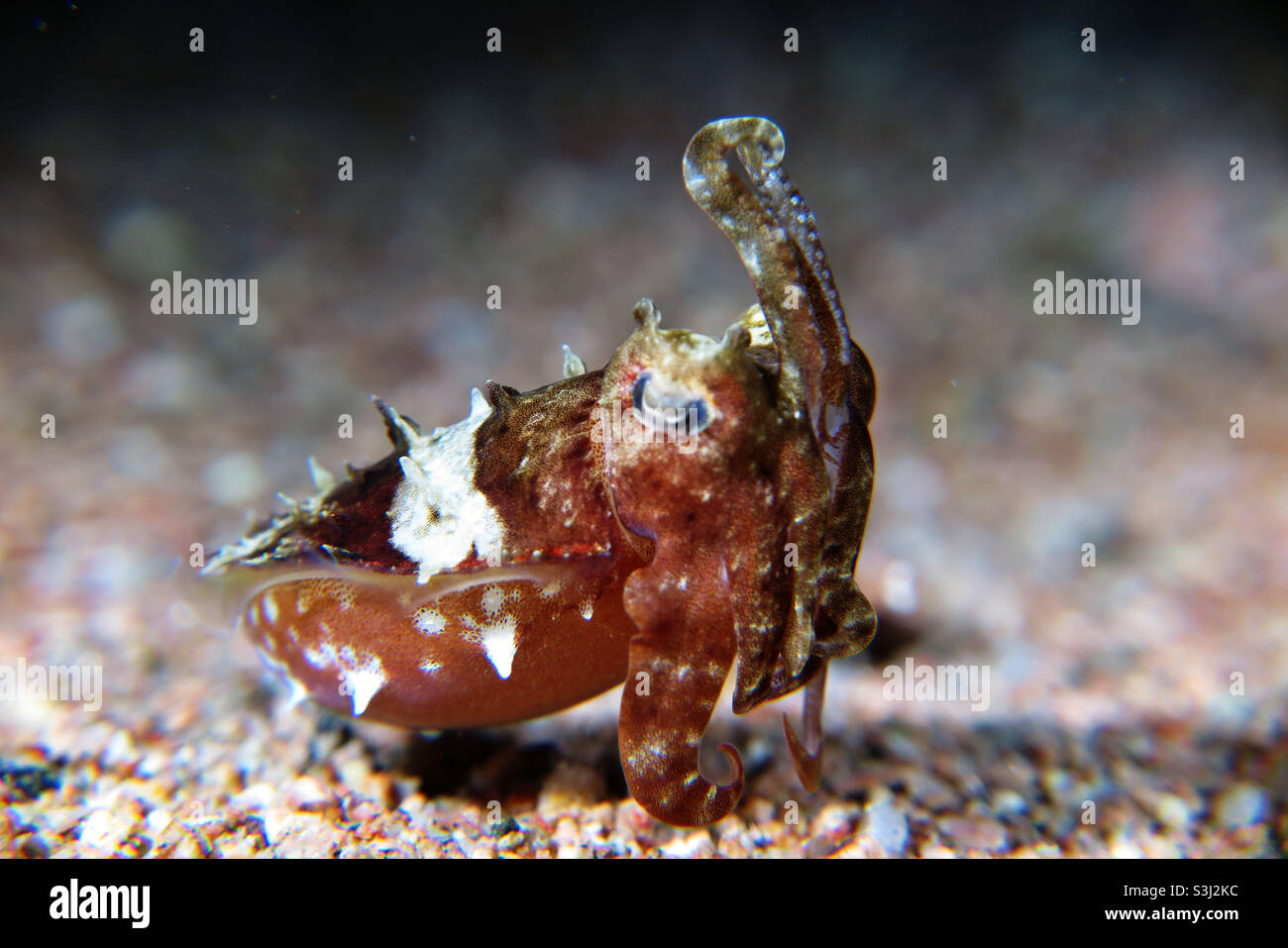 Squid underwater hi-res stock photography and images - Alamy