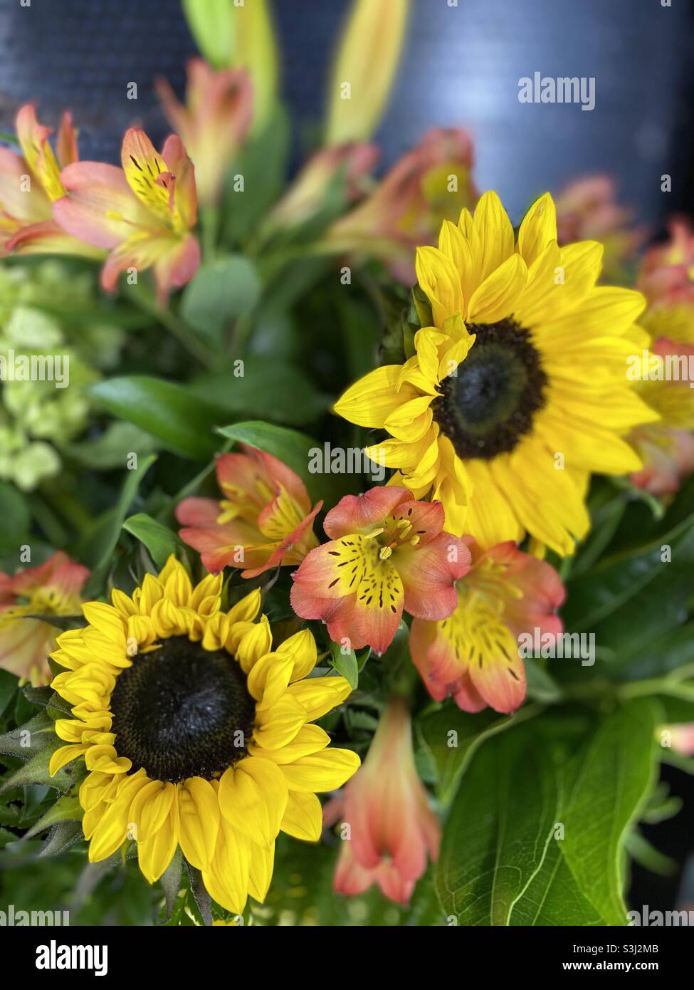 Fall and sunflowers hi-res stock photography and images - Alamy