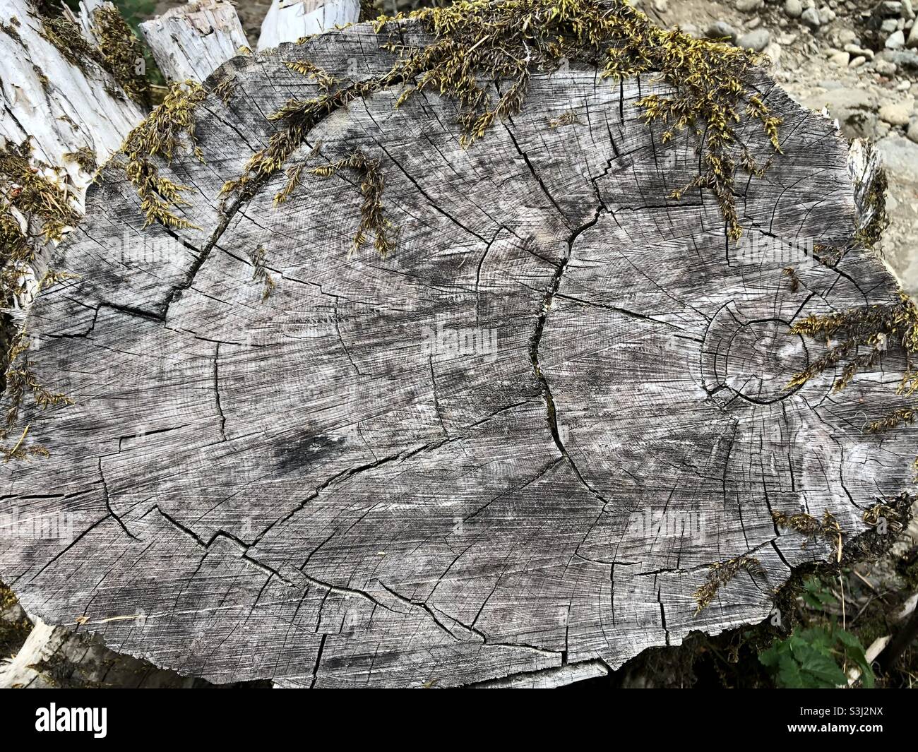 Dry wood stump hi-res stock photography and images - Alamy