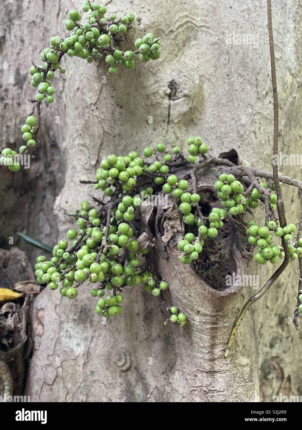 Cluster fig tree fruit Stock Photo - Alamy